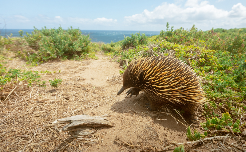 ALA webinar: Exploring citizen science in the context of disaster ...