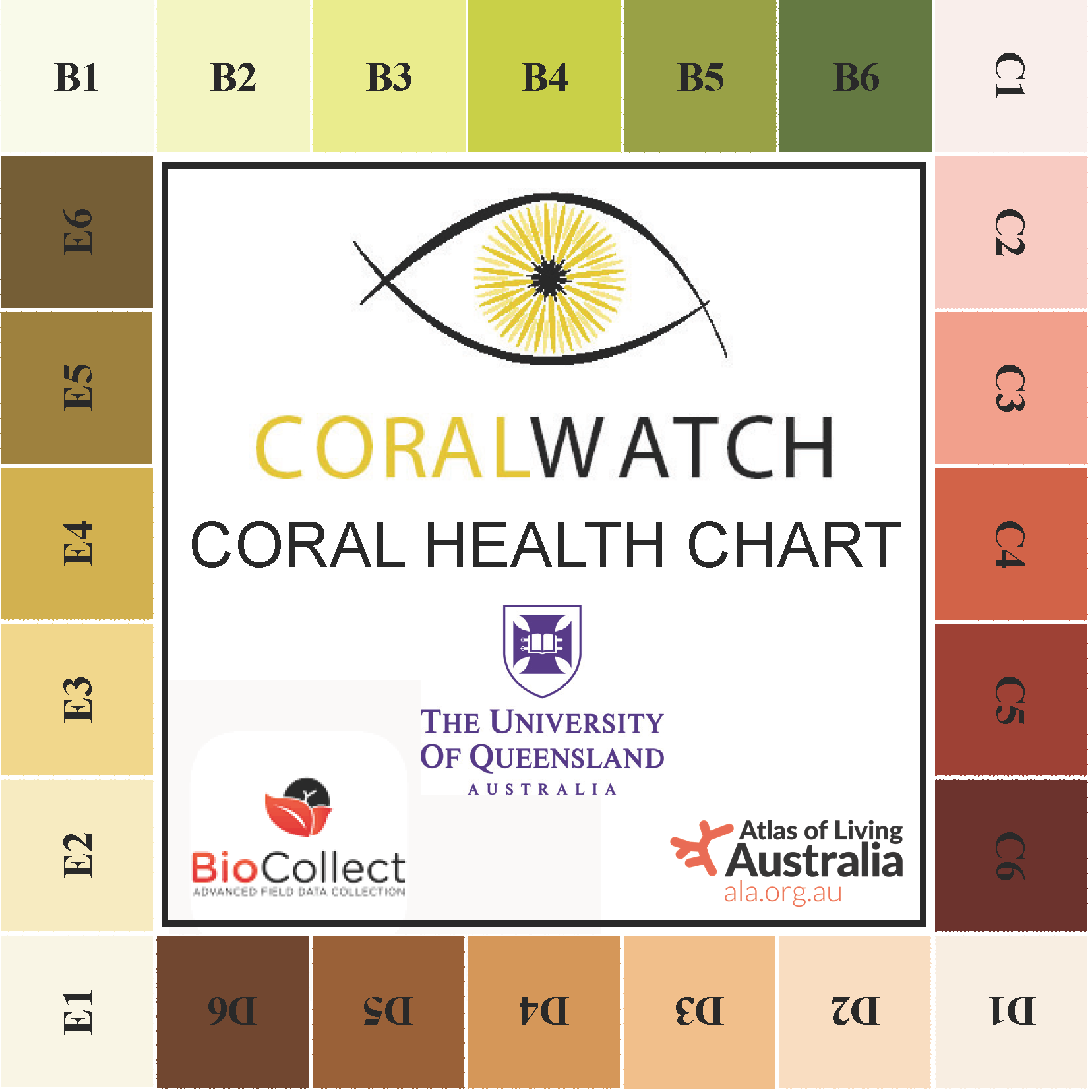 CoralWatch launches new database – Atlas of Living Australia