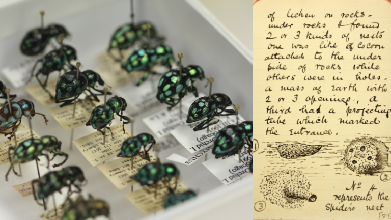 DigiVol celebrates 10 years of Citizen Science – Atlas of Living Australia