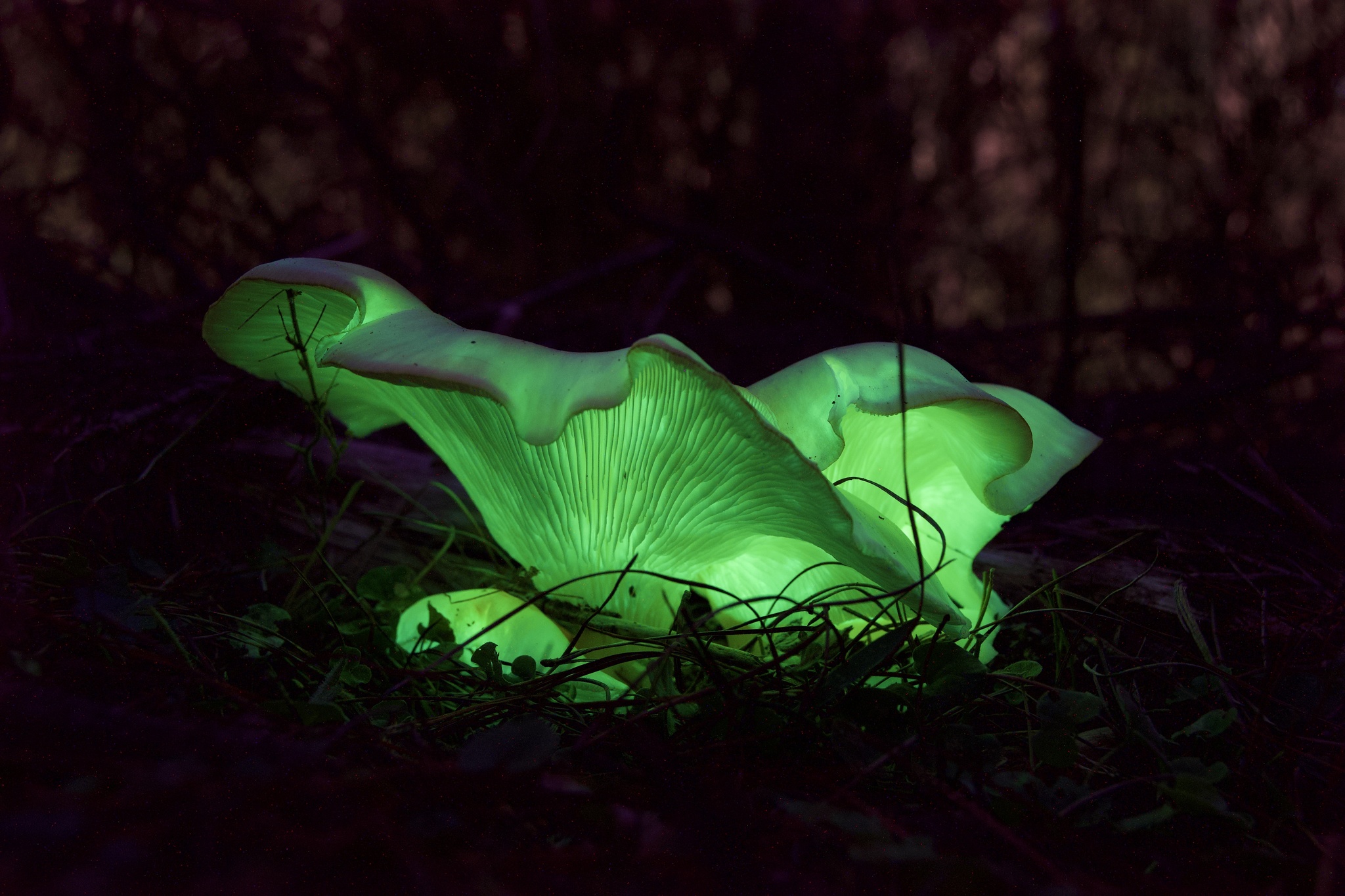 Spooky Species – Atlas of Living Australia