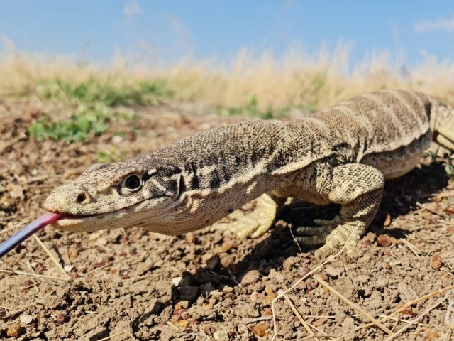 Atlas of Living Australia – Open access to Australia’s biodiversity data