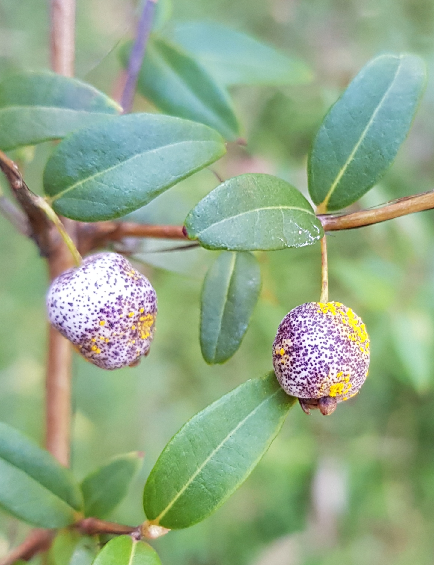 Combating myrtle rust with citizen science – Atlas of Living Australia