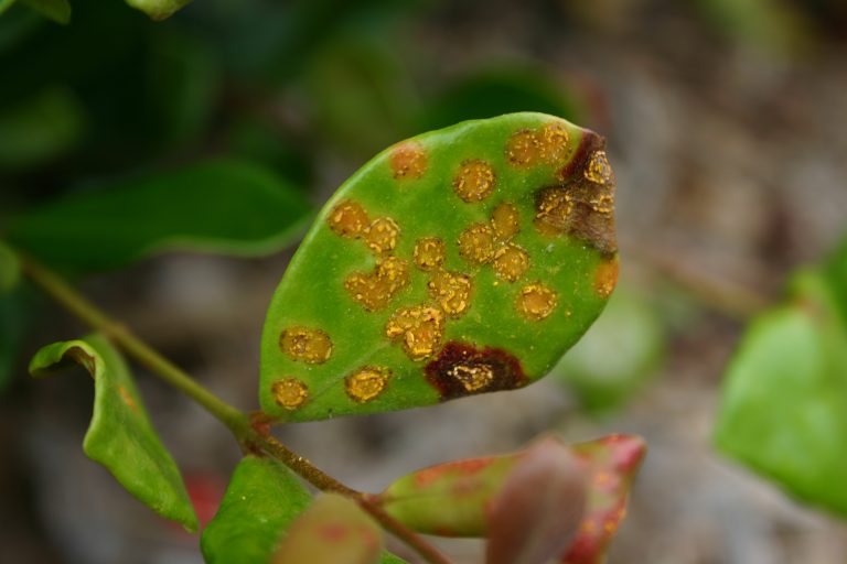 Combating myrtle rust with citizen science – Atlas of Living Australia