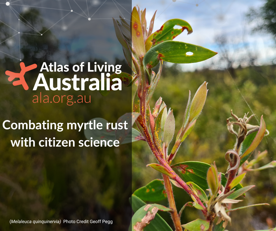 Combating Myrtle Rust With Citizen Science Atlas Of Living Australia