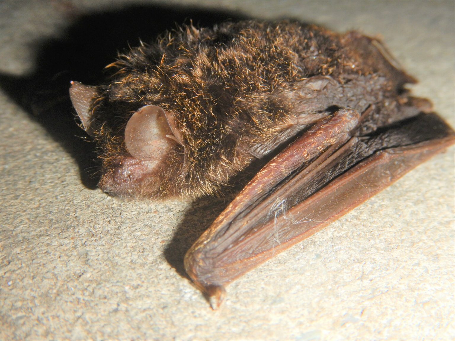 Taxonomist Appreciation Day – Atlas of Living Australia