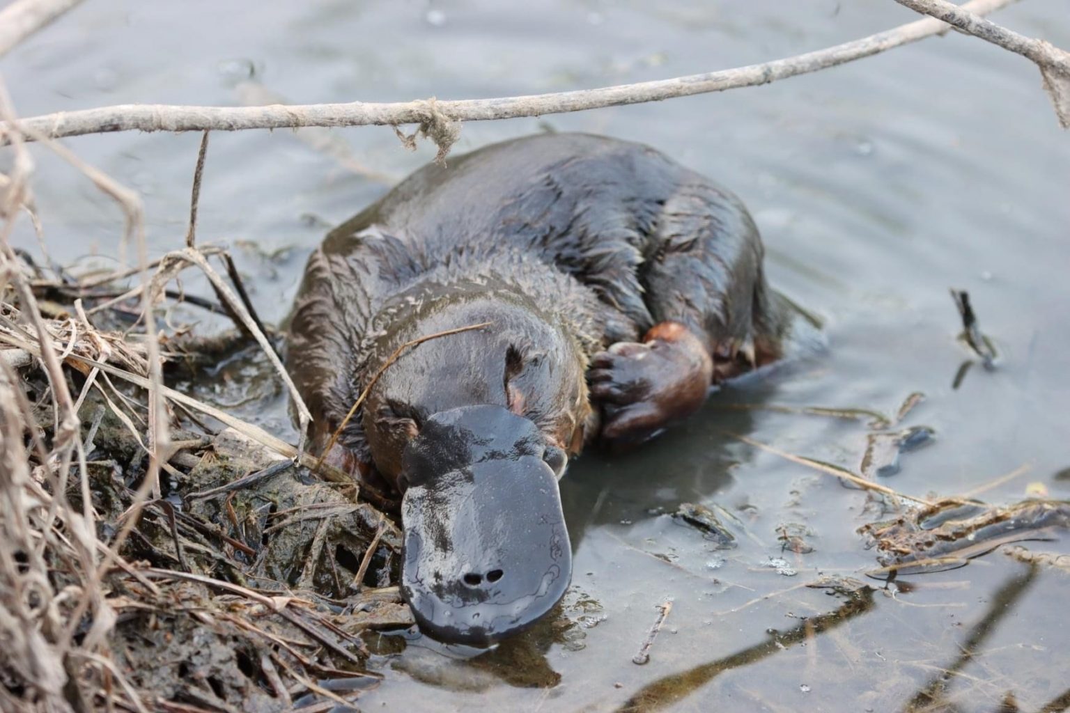 Taxonomist Appreciation Day – Atlas of Living Australia