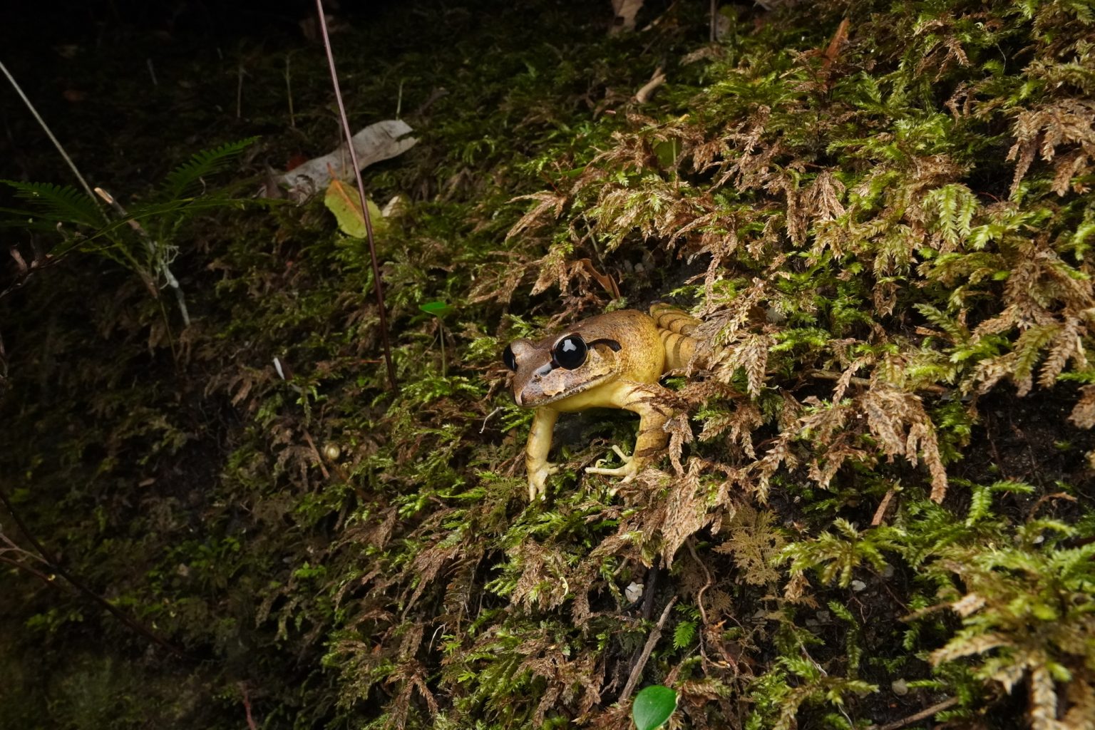 Taxonomist Appreciation Day – Atlas of Living Australia