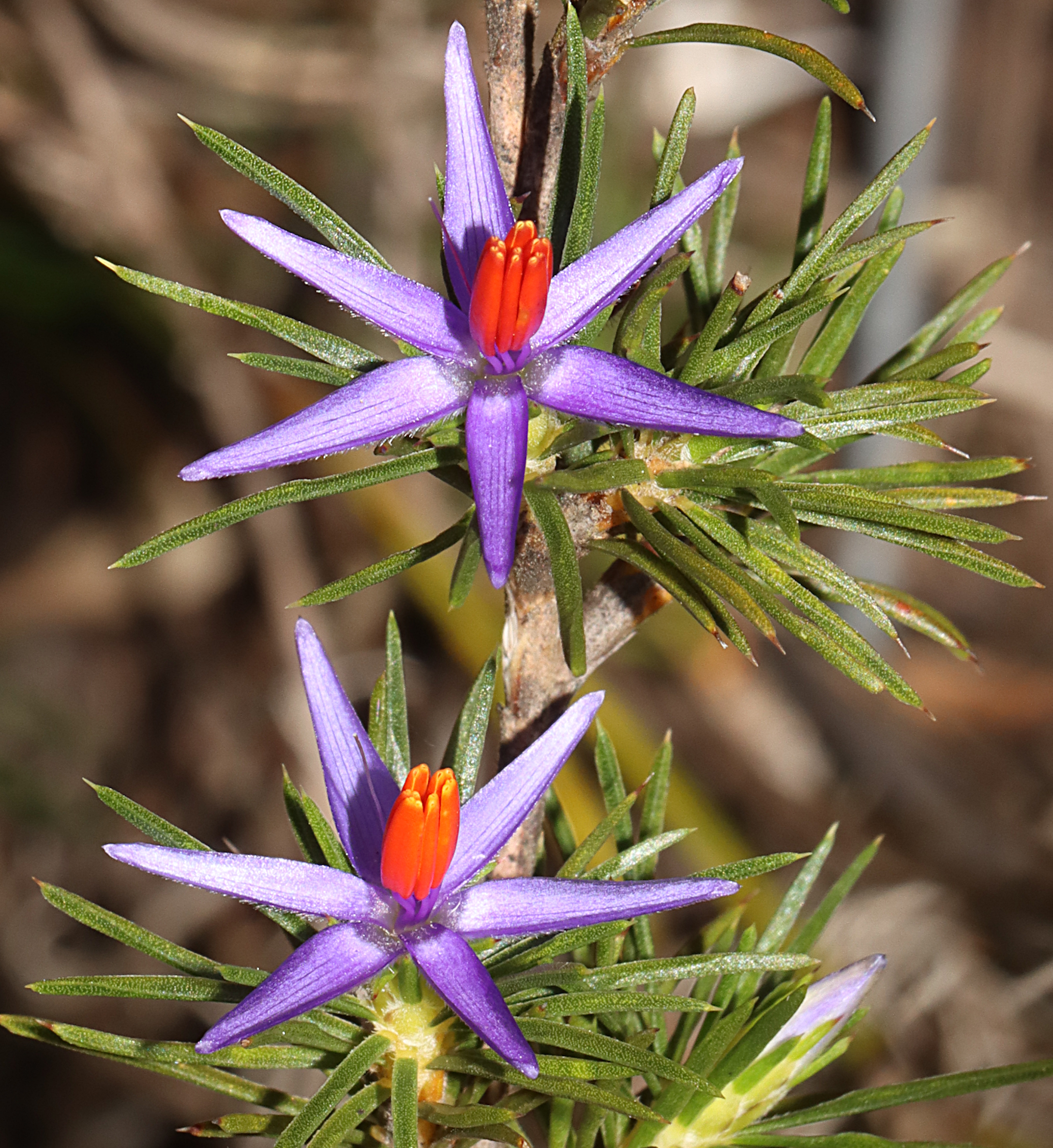 How do we get more rare species records? – Atlas of Living Australia