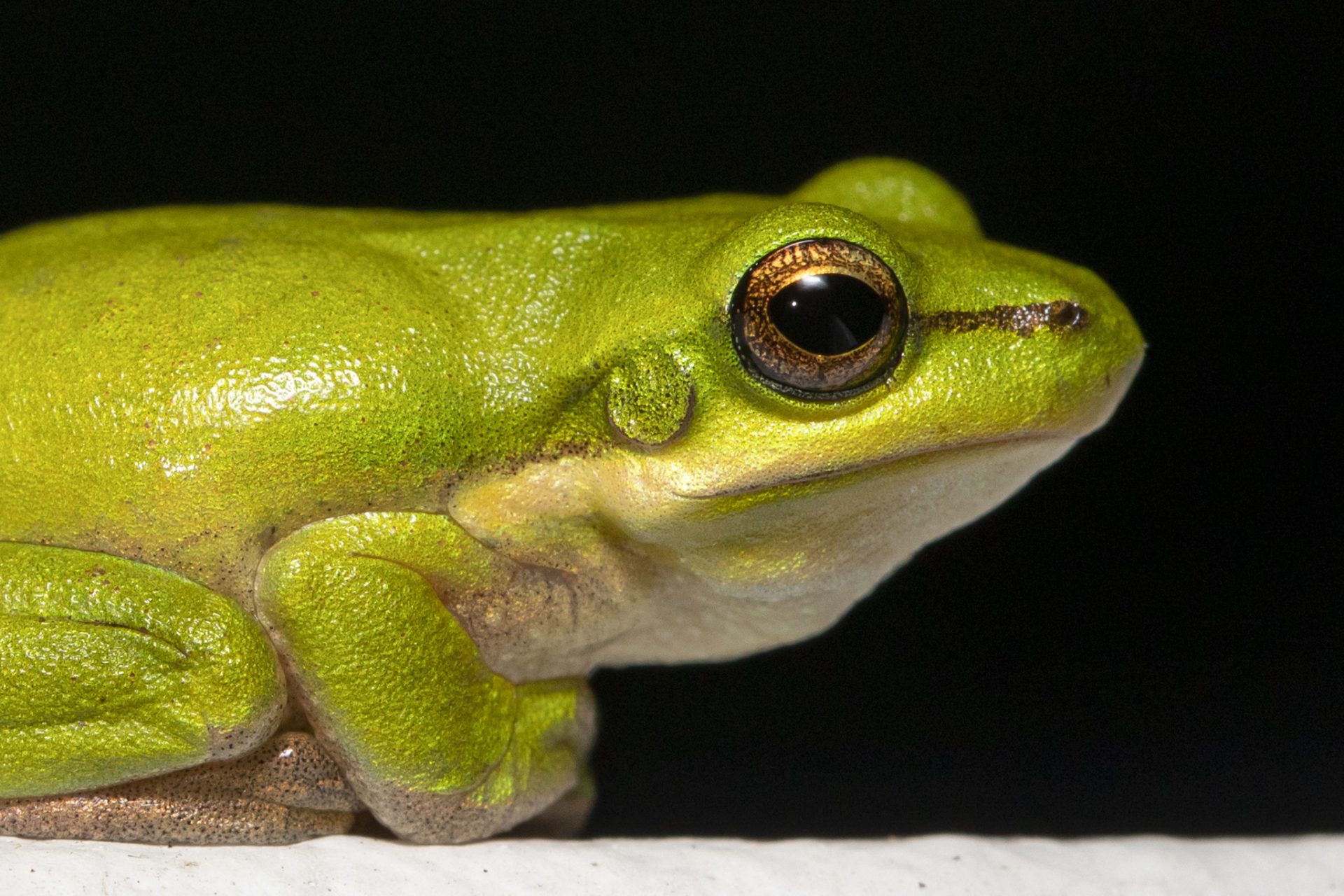 Updating our taxonomic backbone for accuracy, names matching and better ...