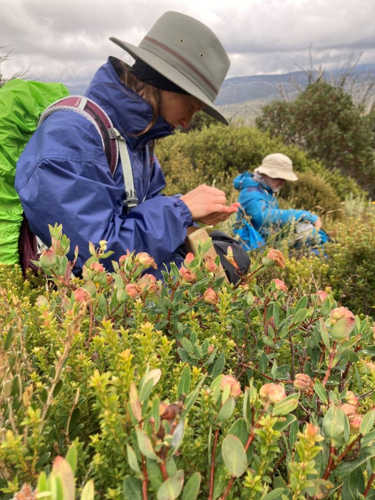 Australian Virtual Seed Bank Portal upgraded – Atlas of Living Australia